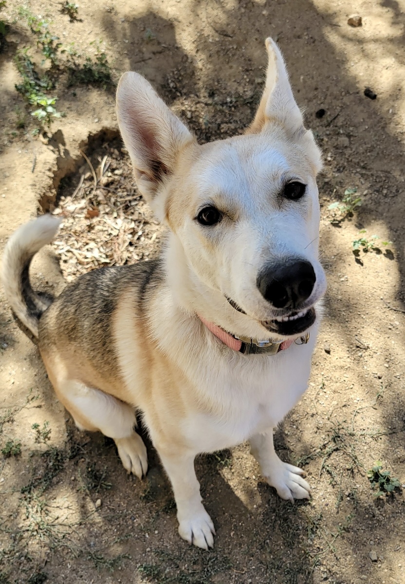 adoptable dogs – Mountains' Humane Society Pet Rescue