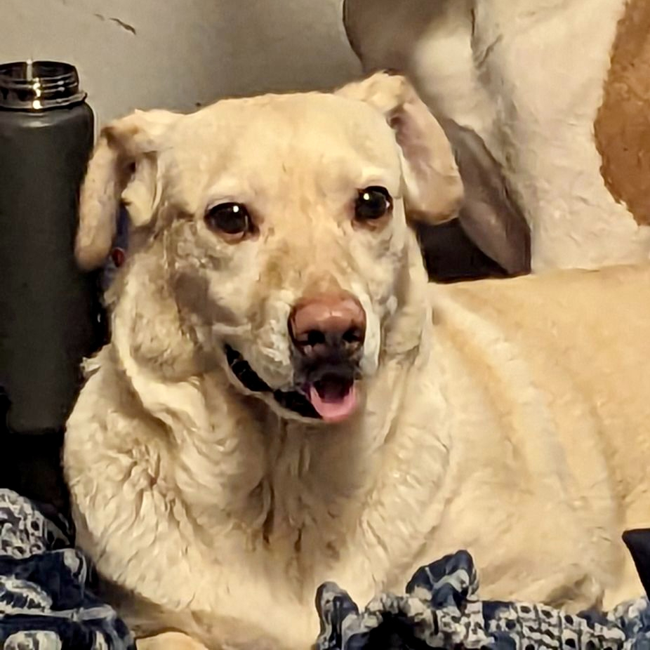 adoptable dogs – Mountains' Humane Society Pet Rescue