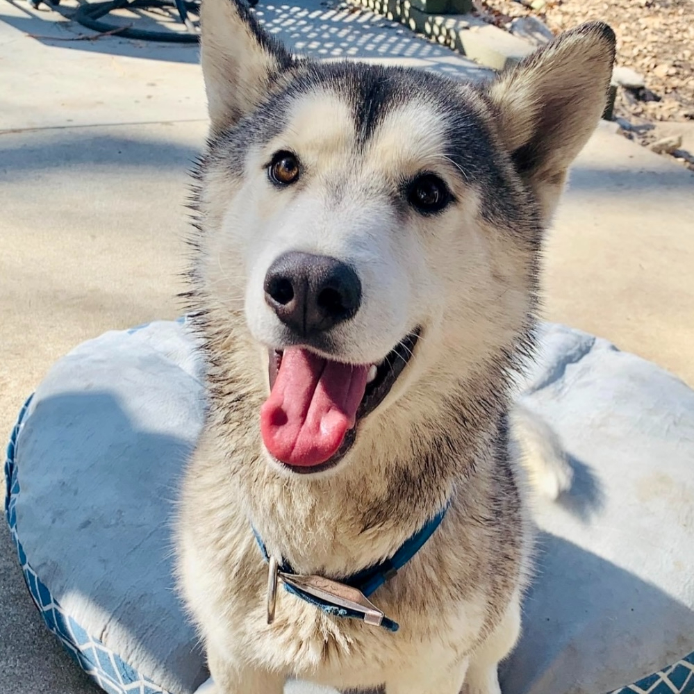 adoptable dogs – Mountains' Humane Society Pet Rescue