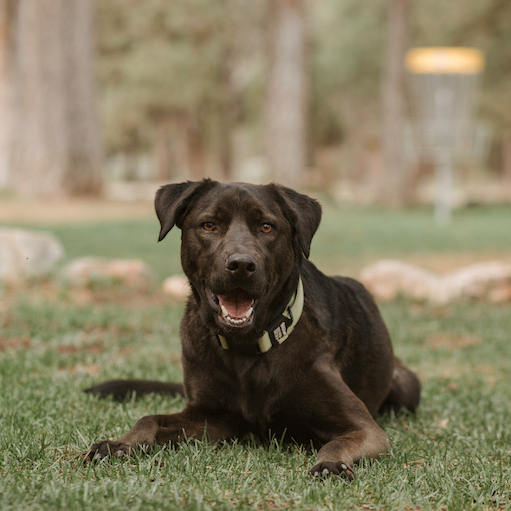 adoptable dogs – Mountains' Humane Society Pet Rescue