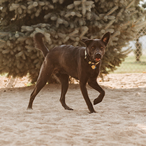 adoptable dogs – Mountains' Humane Society Pet Rescue