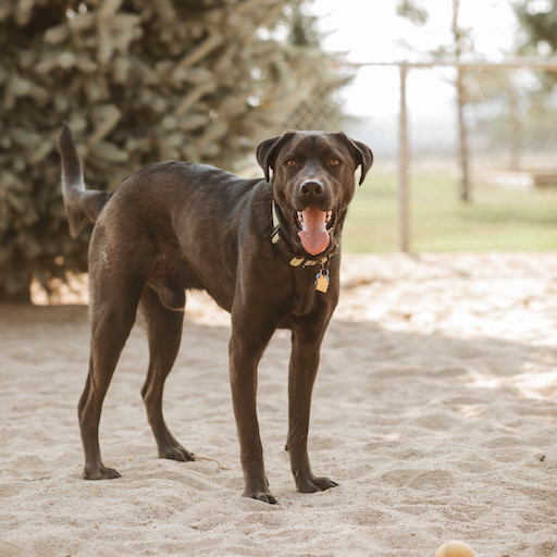 adoptable dogs – Mountains' Humane Society Pet Rescue